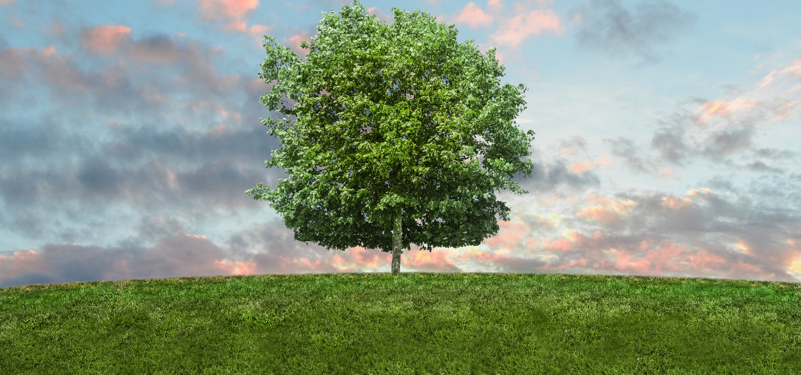 Tree Mulch - How to Find and Use Quality Tree Mulch